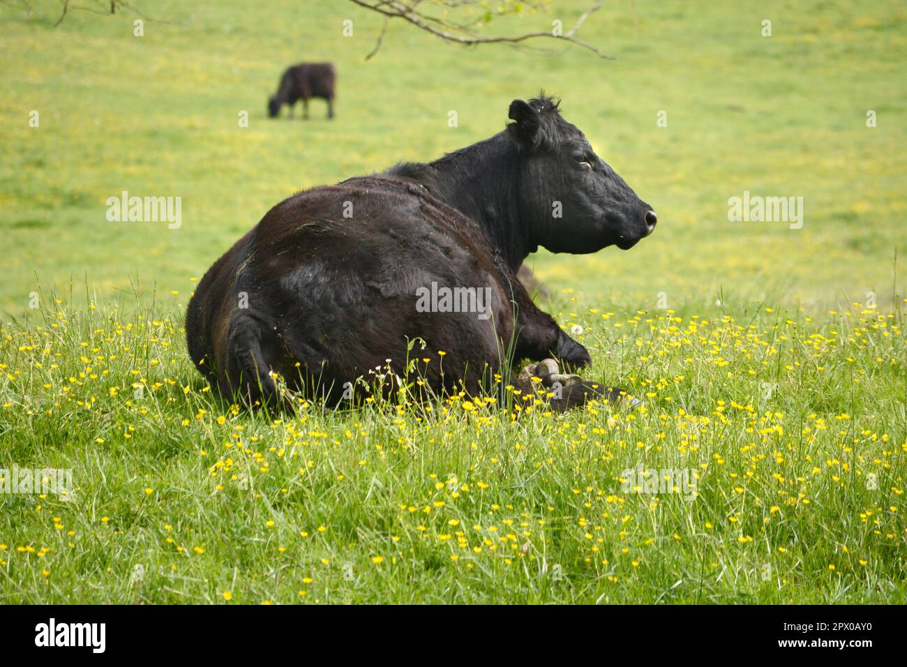 Schwarze Rinder grasen auf einer Weide im ländlichen Abingdon, Virginia ...