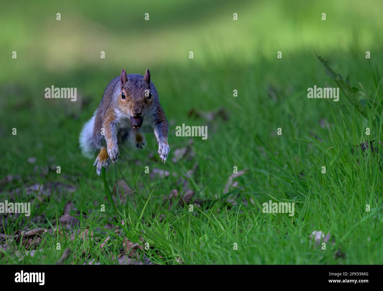 Graues Eichhörnchen Sciurus carolinensis rennt und springt vom Boden ...