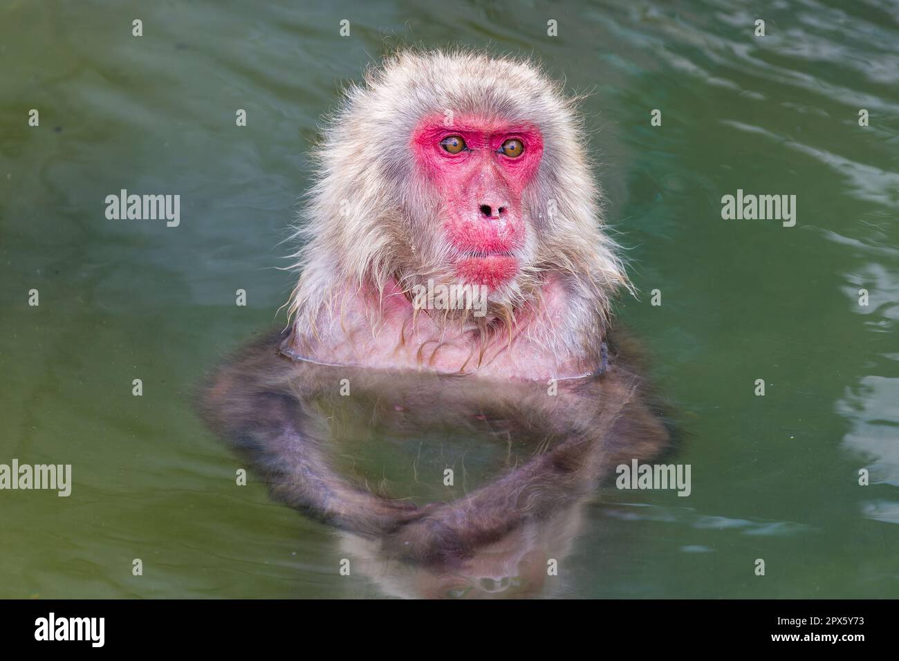 Japanische Makaken (Macaca fuscata), Baden in einer dampfenden ...
