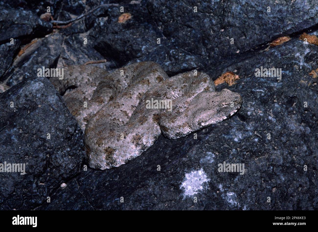 Erwachsene stumpfe nasenotter -Fotos und -Bildmaterial in hoher ...