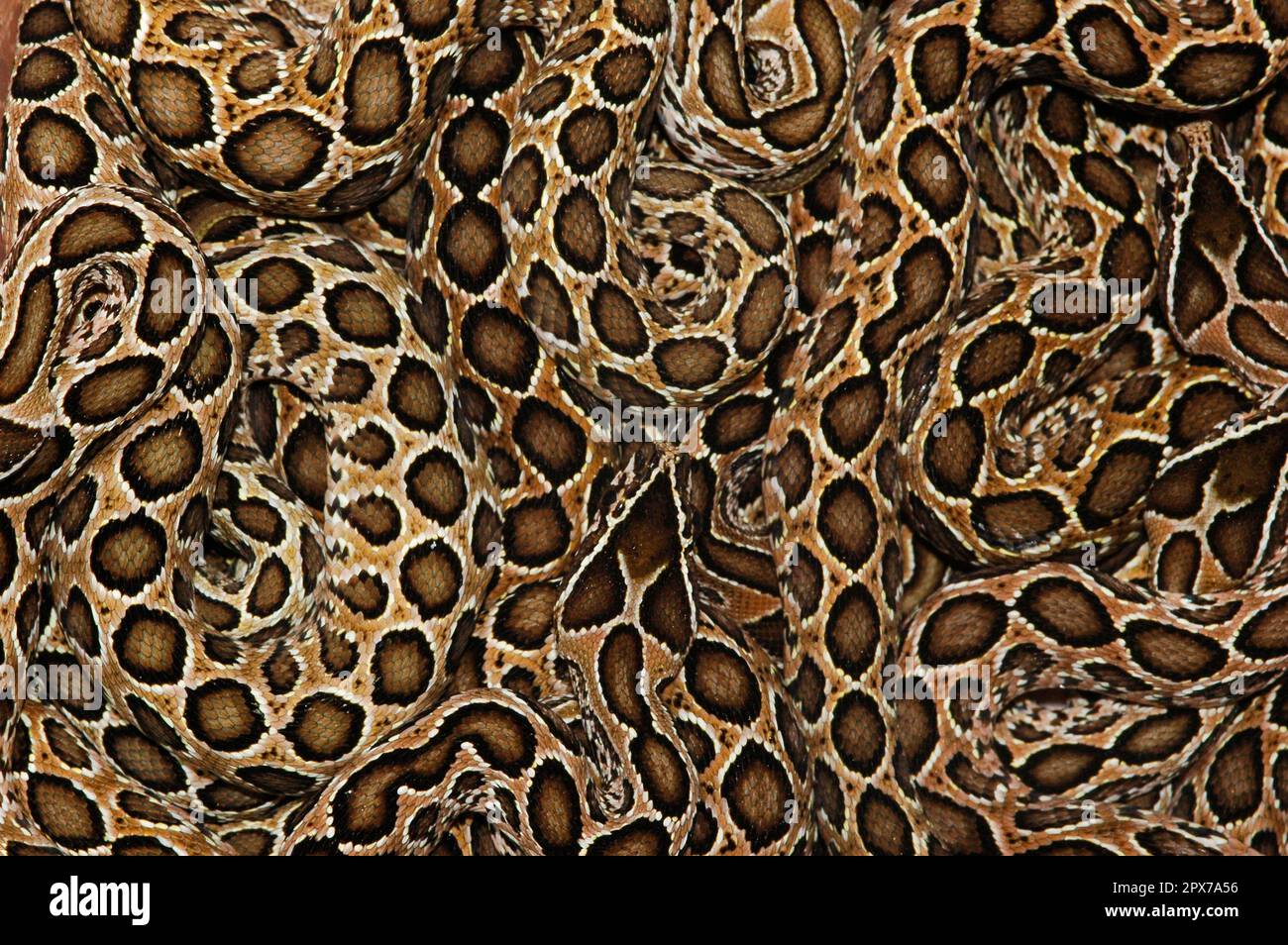 Russells viper snake -Fotos und -Bildmaterial in hoher Auflösung – Alamy