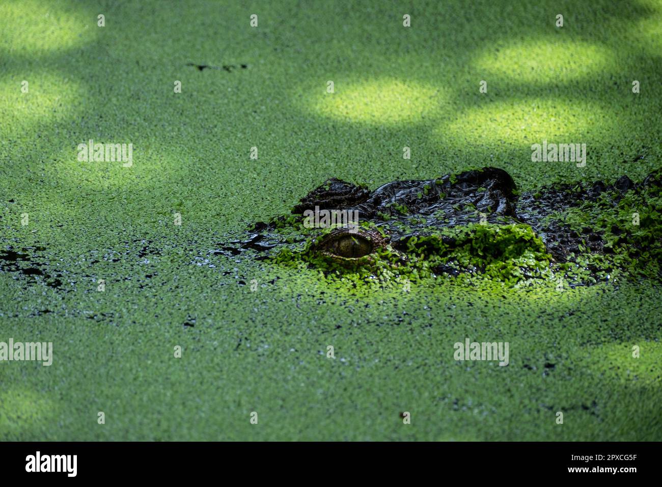Krokodil in mindanao -Fotos und -Bildmaterial in hoher Auflösung – Alamy