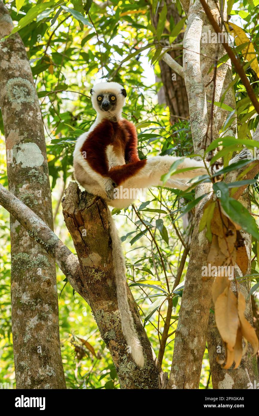 Die wunderschöne Sifaka Lemur von Coquerel (Propithecus coquereli ...