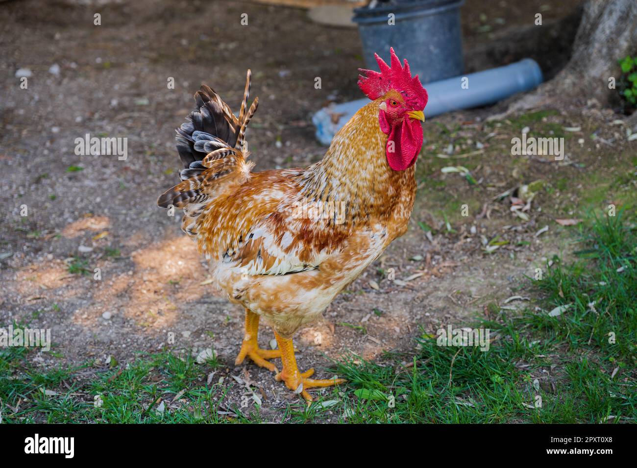 Das Huhn ist ein domestizierter Vogel, der von verschiedenen Wildarten ...
