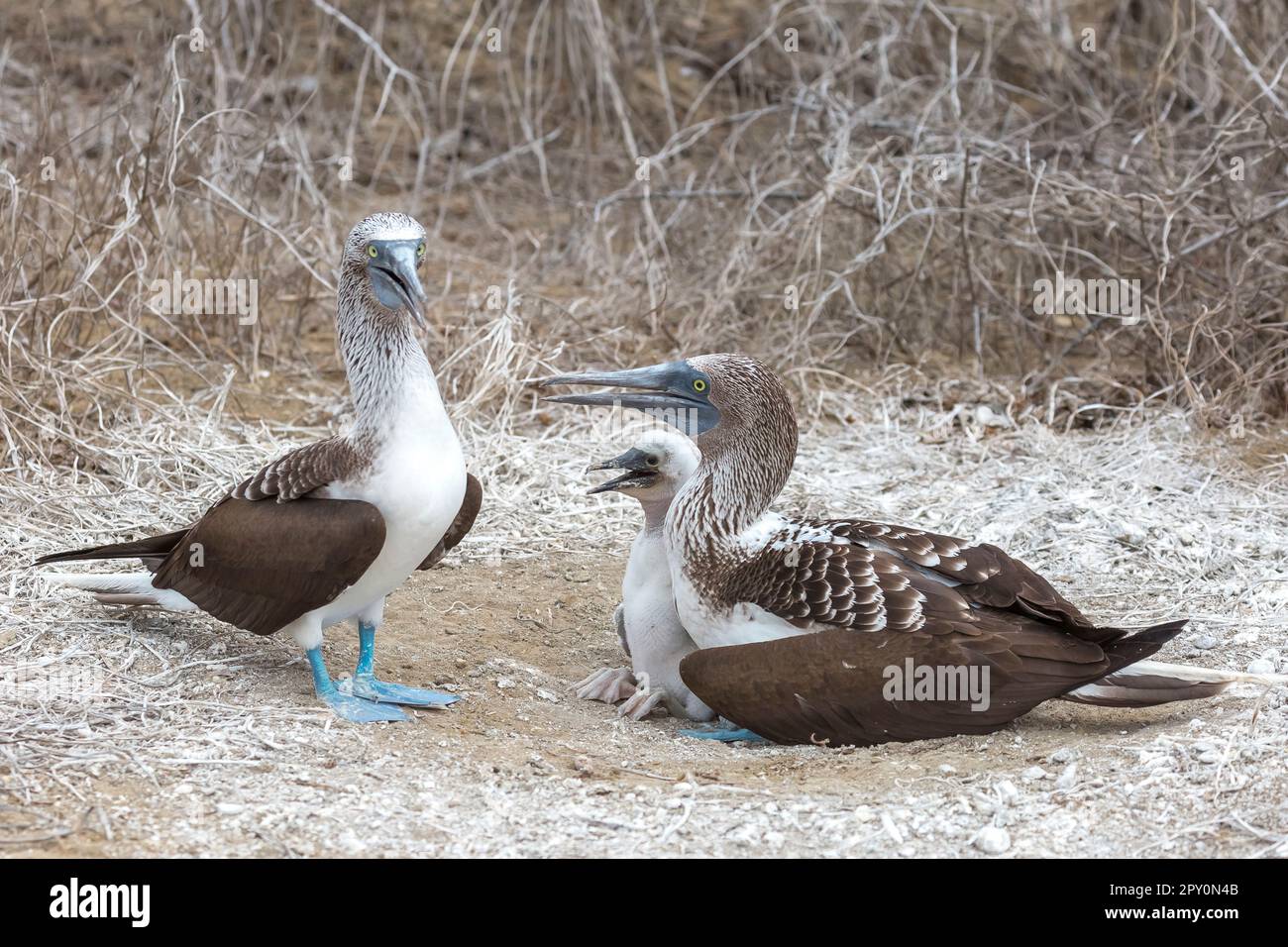 Blaue füße -Fotos und -Bildmaterial in hoher Auflösung – Alamy