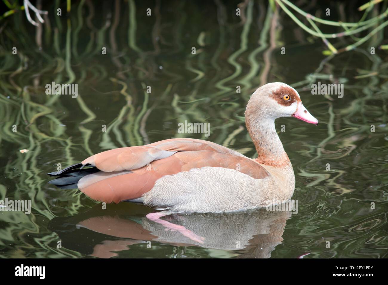 Ägyptische Gänse haben lange Hälse, lange rosa Beine, einen rosa Schirm ...