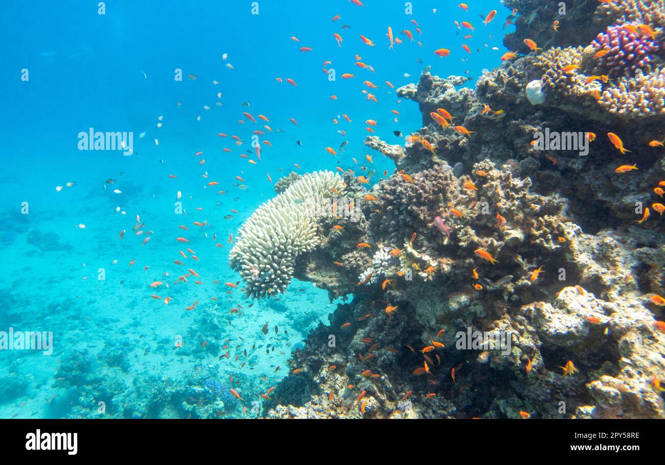 Farbenprächtiges, malerisches Korallenriff am sandigen Grund des ...