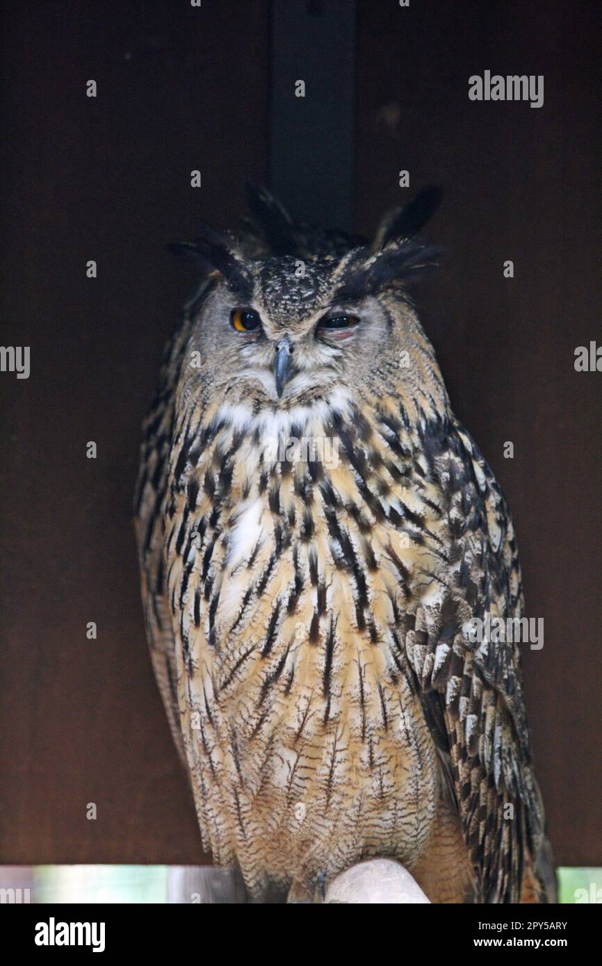 Eurasian uhu -Fotos und -Bildmaterial in hoher Auflösung – Alamy