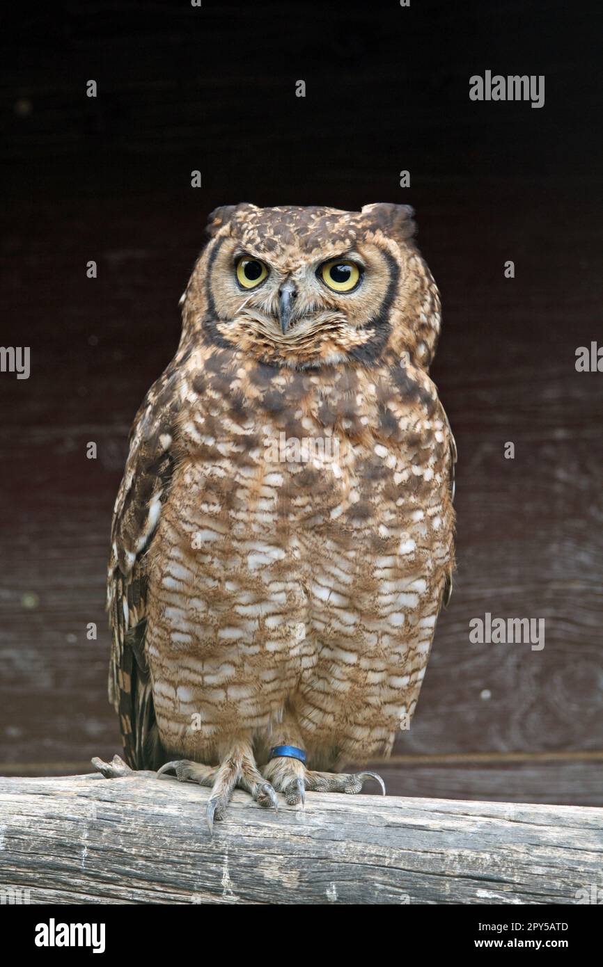 Eurasian uhu -Fotos und -Bildmaterial in hoher Auflösung – Alamy
