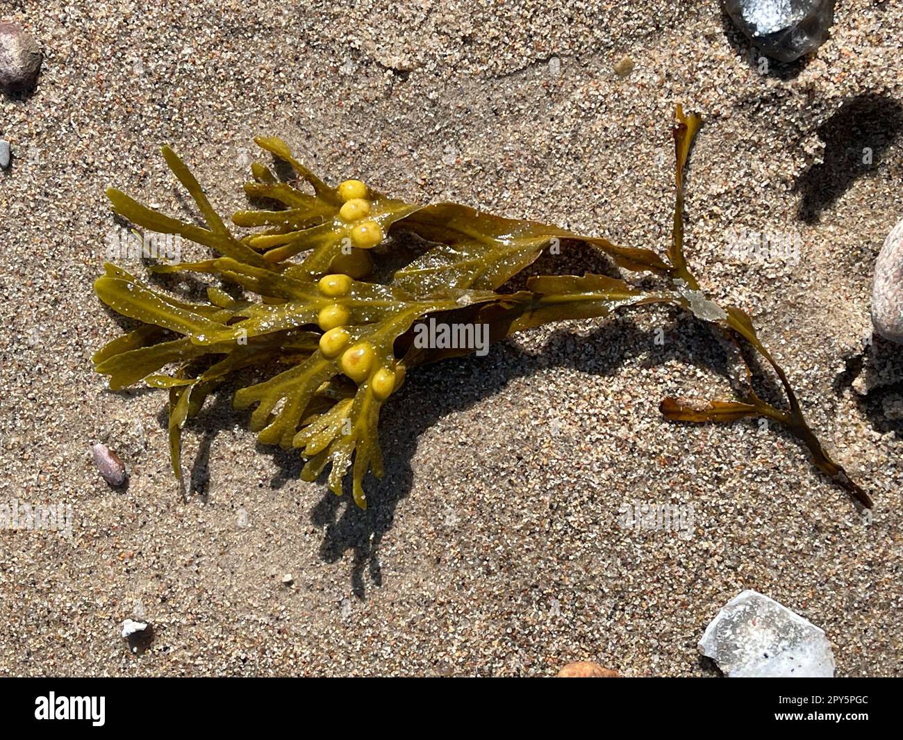 Blasentang, Fucus vesiculosus ist eine Alge die auch als Heilpflanze ...