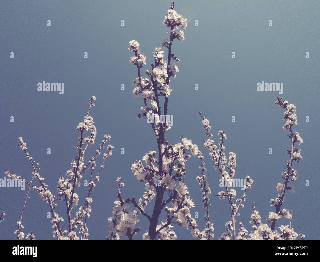 Blumen auf Ästen am Himmel. Retro-Style. Wunderschöne rosa Blumen und ...