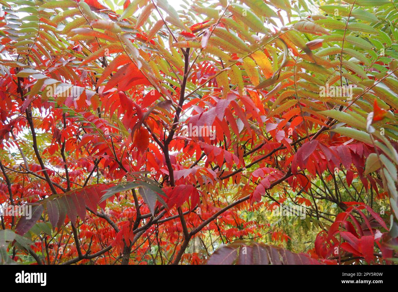 Anacardiaceae family -Fotos und -Bildmaterial in hoher Auflösung – Alamy
