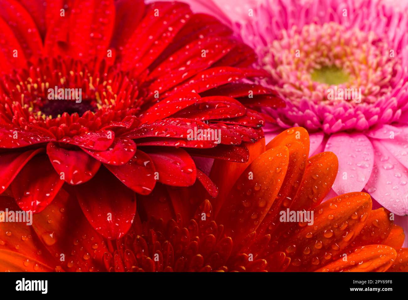 Pink orange -Fotos und -Bildmaterial in hoher Auflösung – Alamy