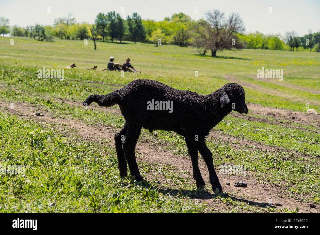 Lamm seitenansicht -Fotos und -Bildmaterial in hoher Auflösung – Alamy