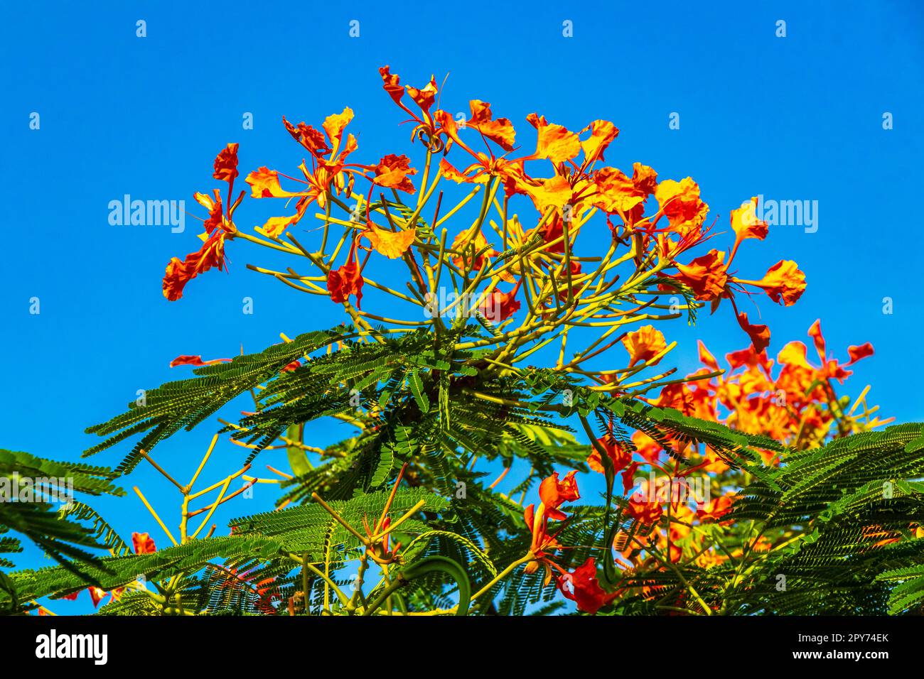 Extravagante oder Delonix Regia rote Blumen aus der Nähe. Wunderschöne ...