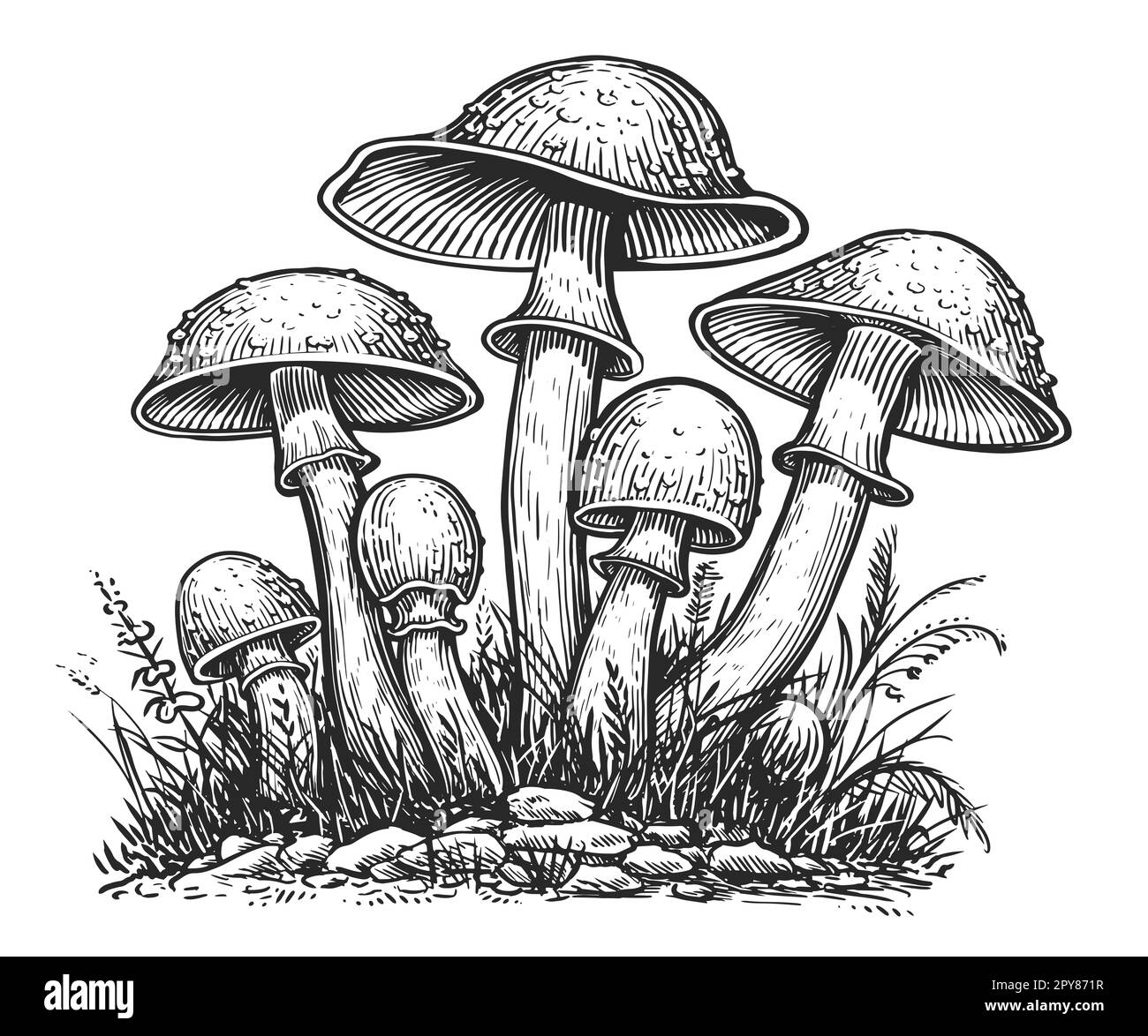 Mushroom illustration drawing engraving line -Fotos und -Bildmaterial ...