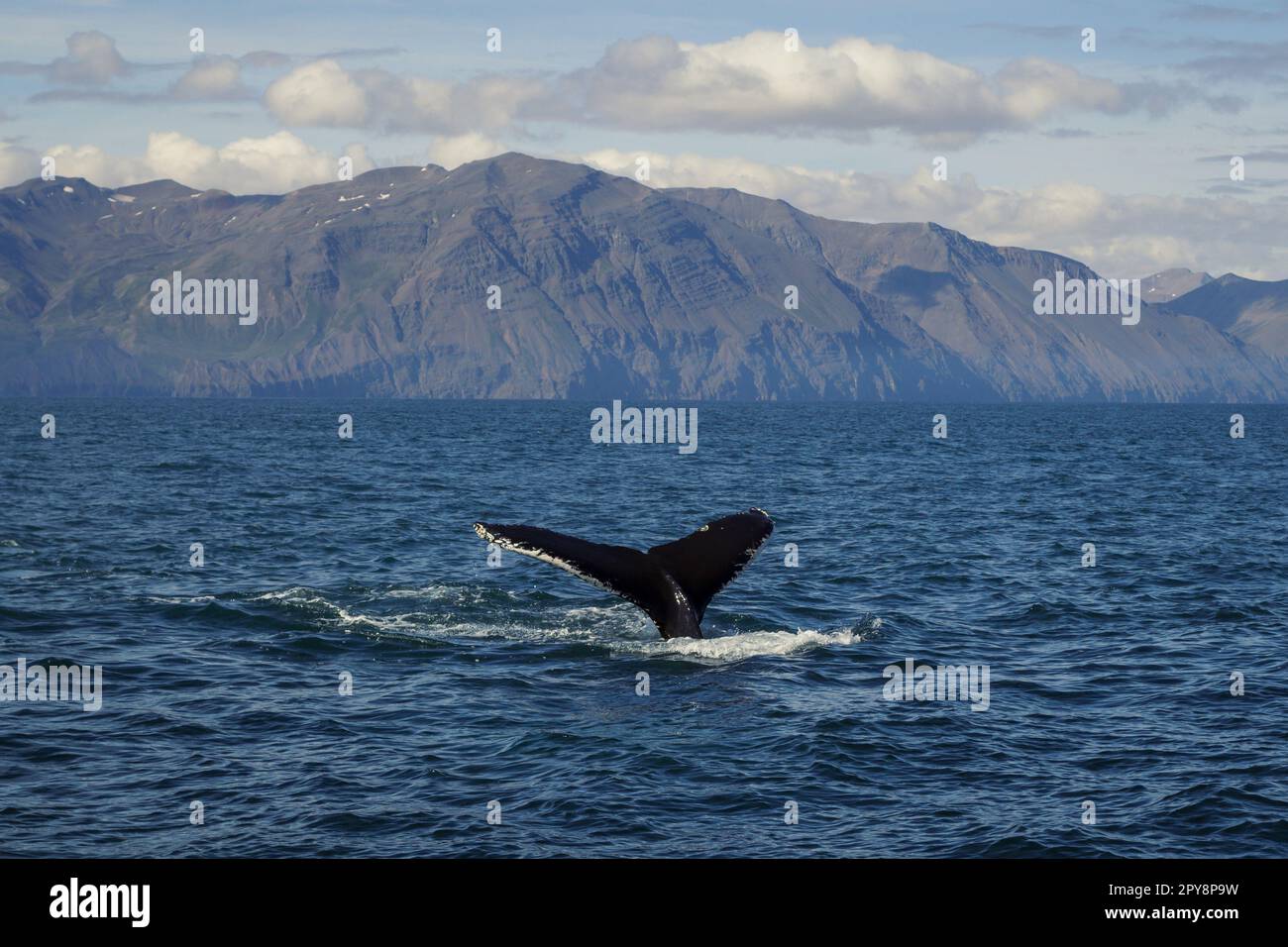 Killer whale wallpaper -Fotos und -Bildmaterial in hoher Auflösung – Alamy