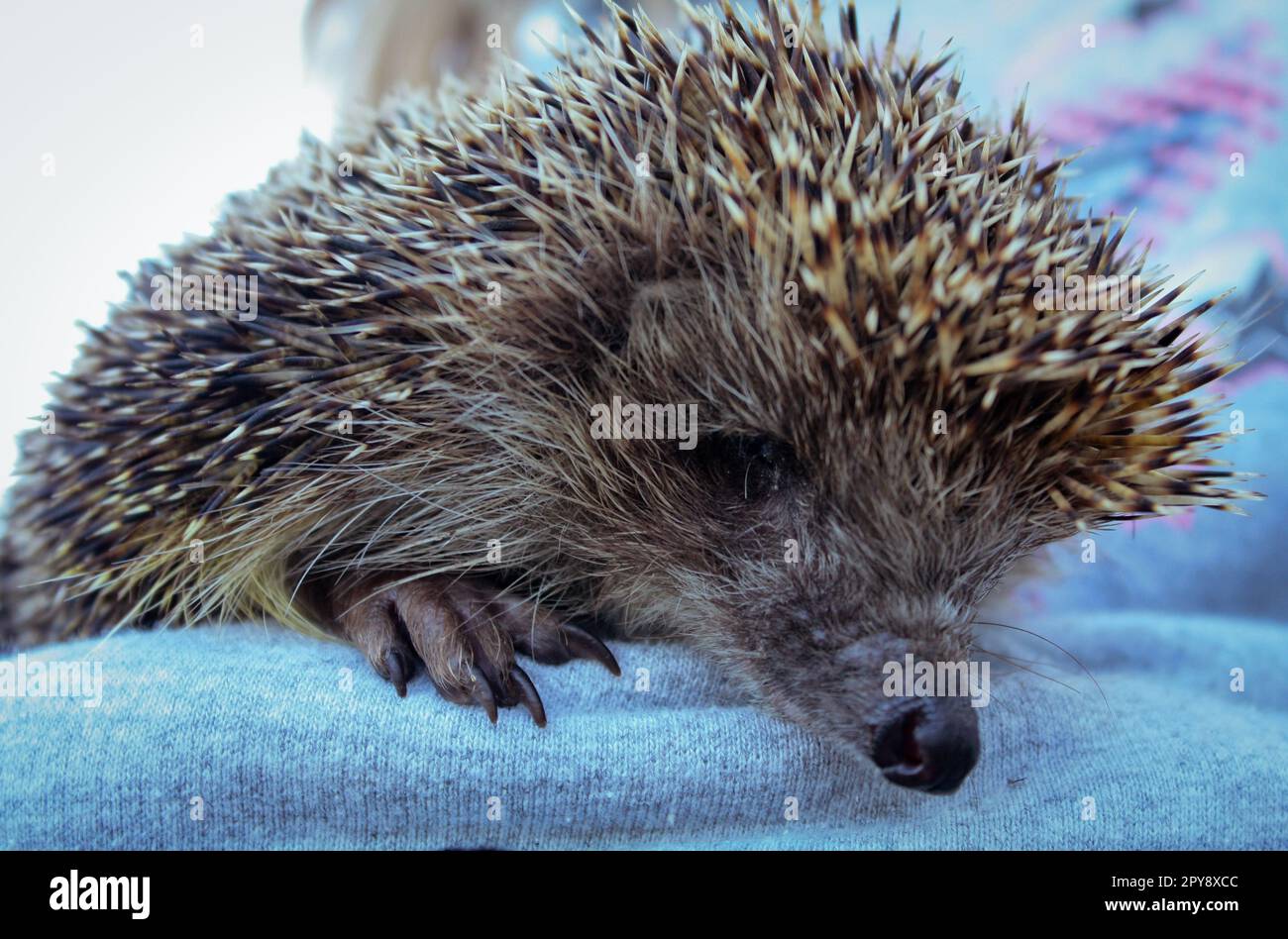 Igel bild -Fotos und -Bildmaterial in hoher Auflösung – Alamy