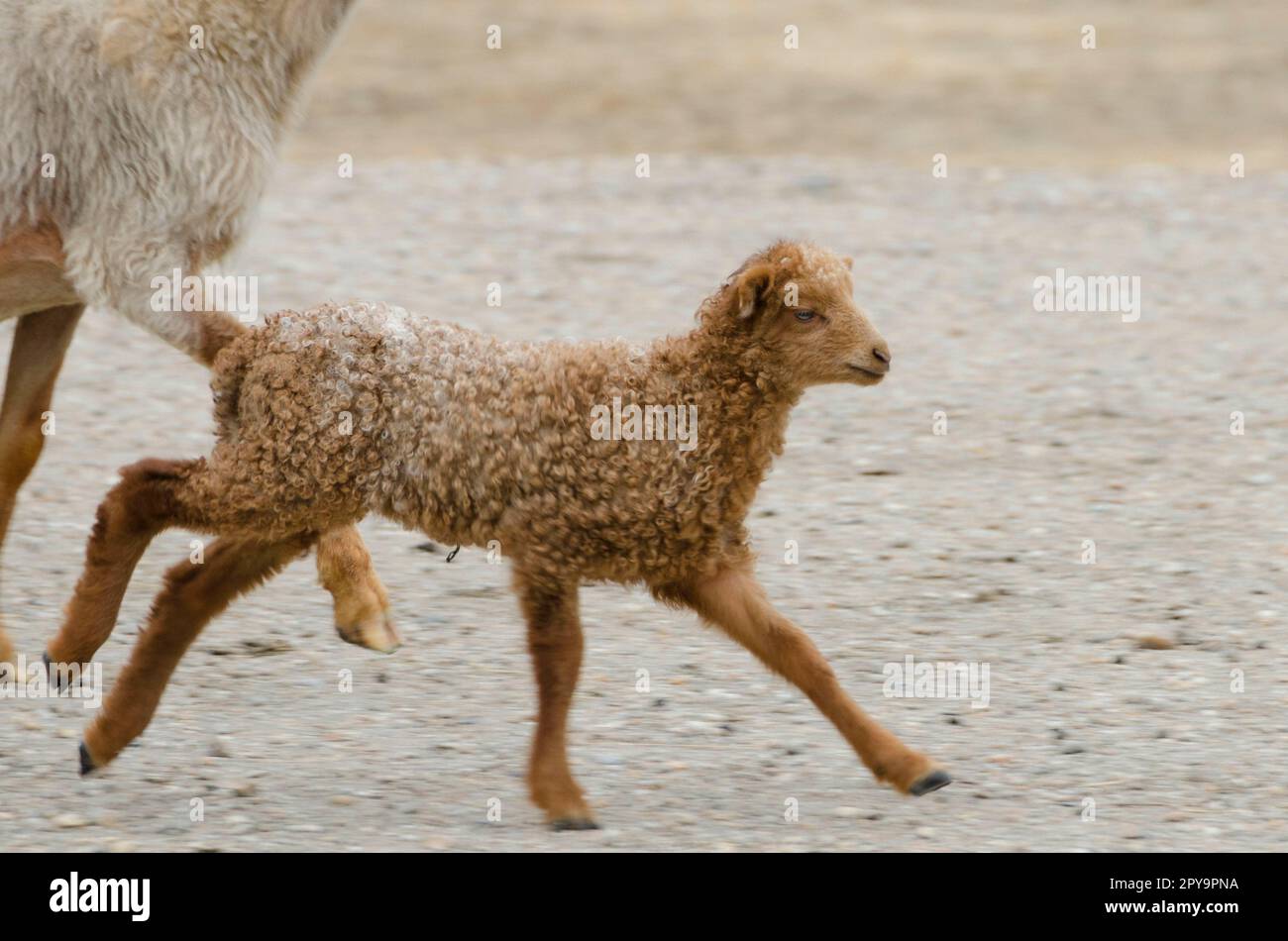 Schafrennen tier -Fotos und -Bildmaterial in hoher Auflösung – Alamy