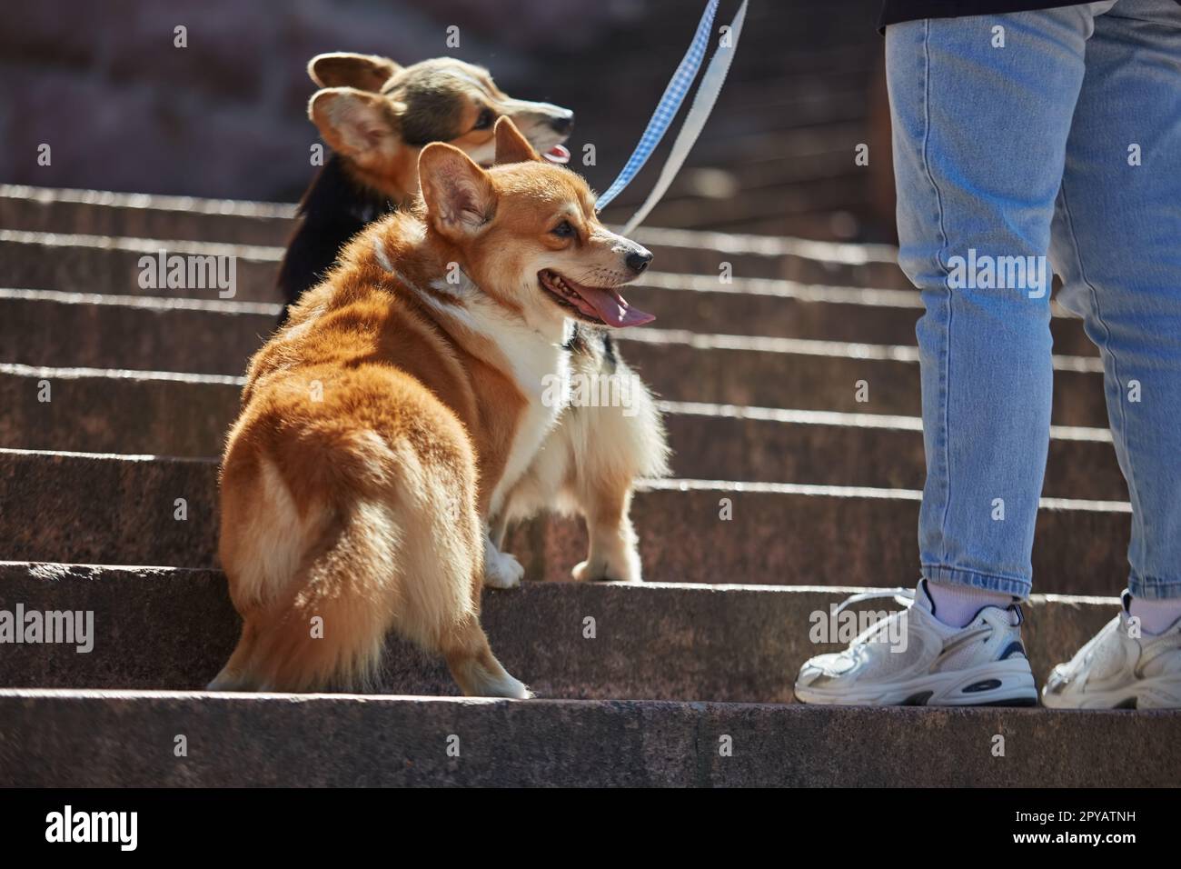 Ein paar süße Corgis, die mit dem Besitzer an der Leine laufen. Zwei ...