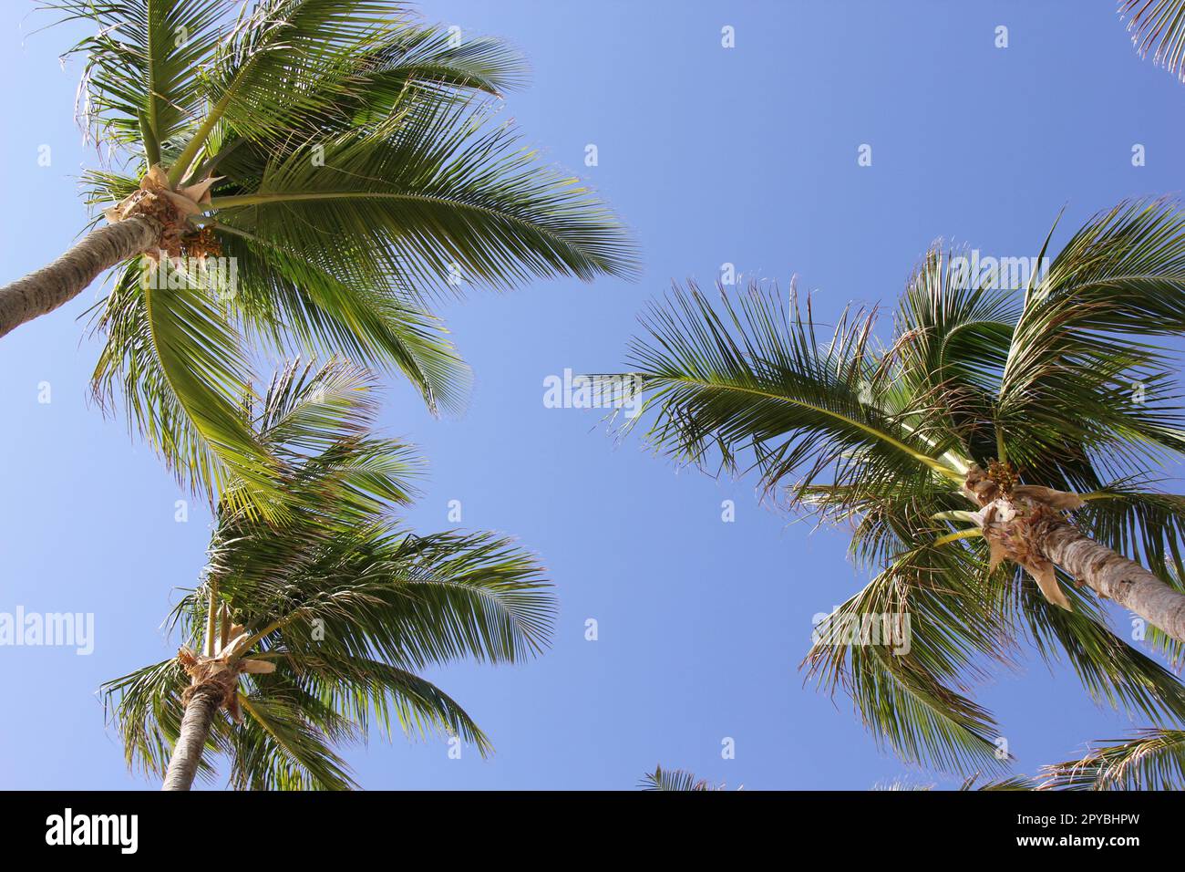 Palmen auf der dominikanischen republik -Fotos und -Bildmaterial in ...