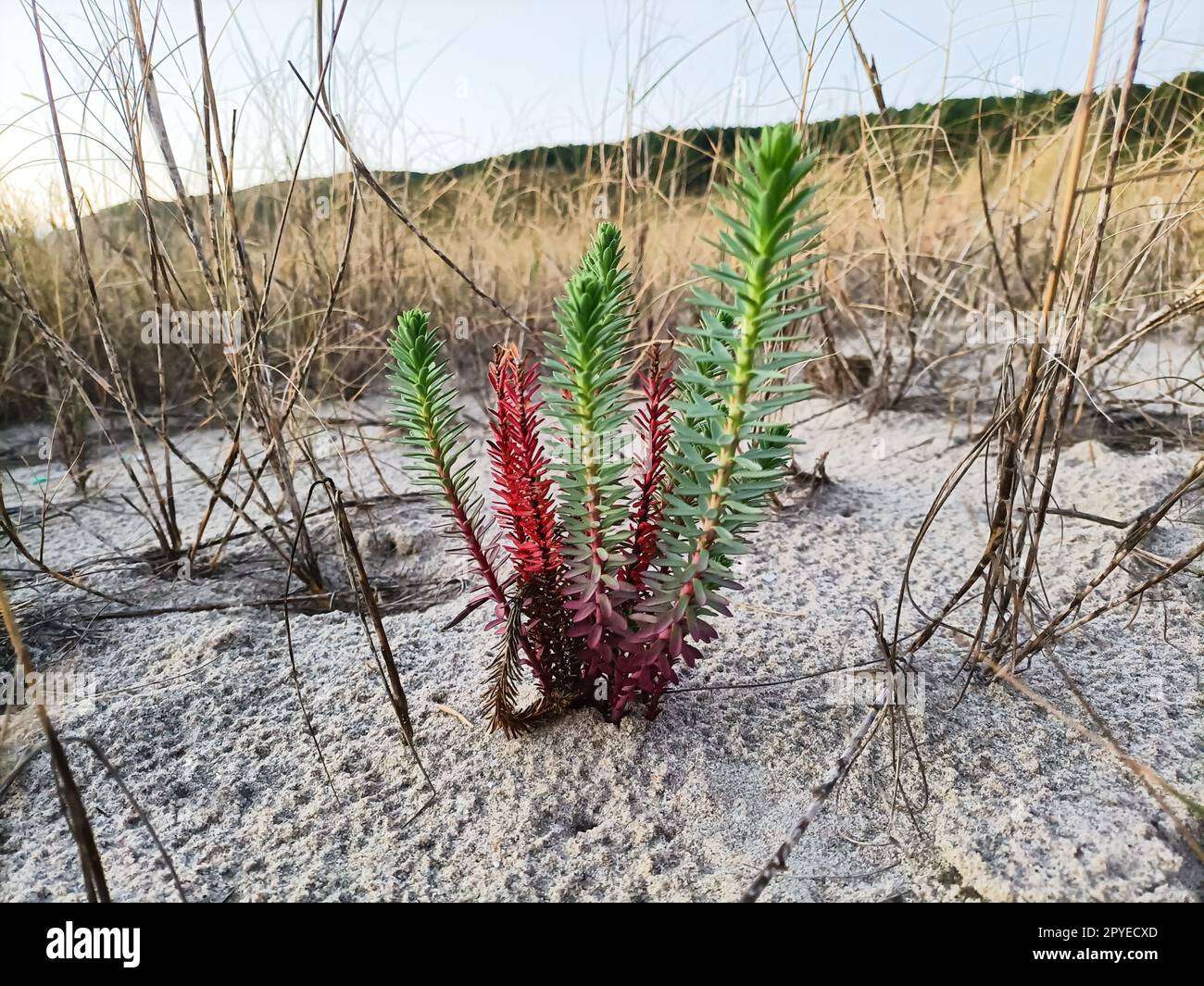 Blume am Strand aus nächster Nähe. Nature Makro Stockfotografie - Alamy