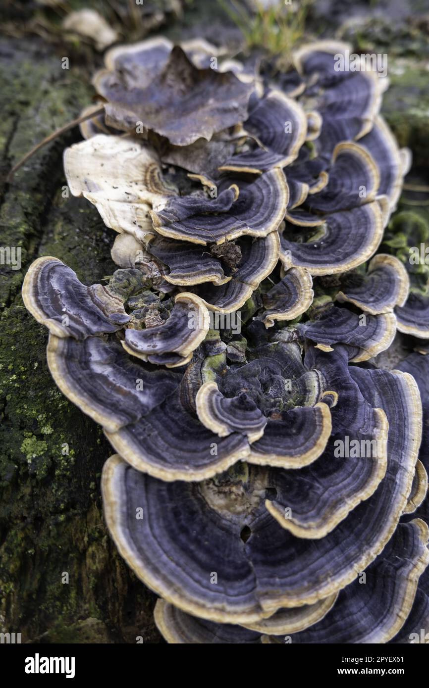 Rostige pilze -Fotos und -Bildmaterial in hoher Auflösung – Alamy