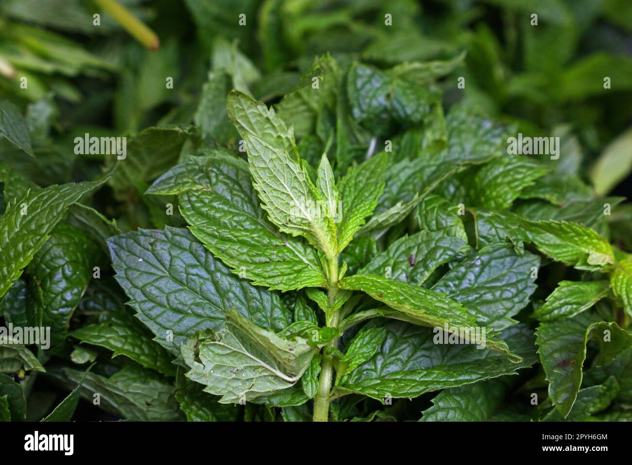 Grüne minze -Fotos und -Bildmaterial in hoher Auflösung – Alamy