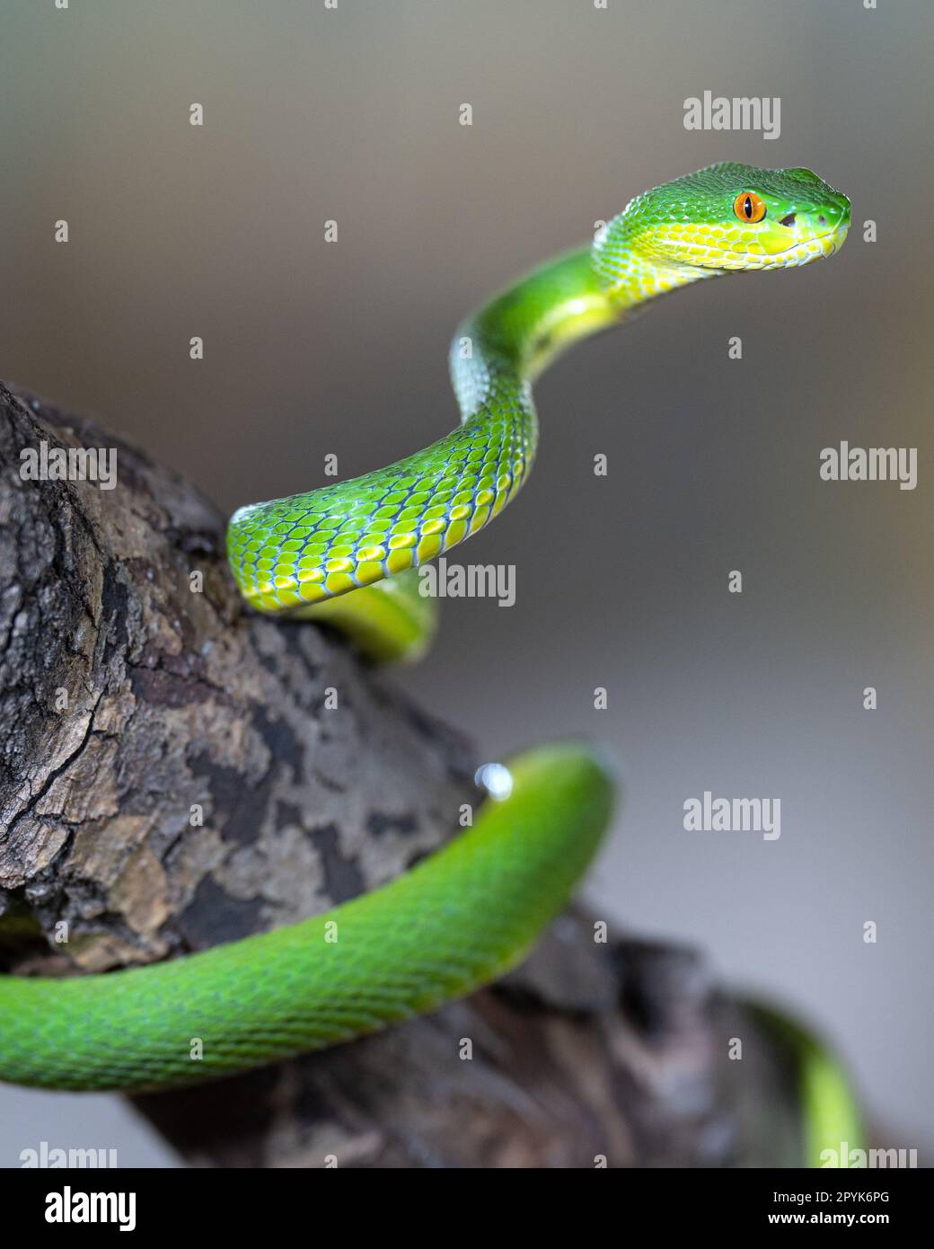Bamboo pit viper -Fotos und -Bildmaterial in hoher Auflösung – Alamy