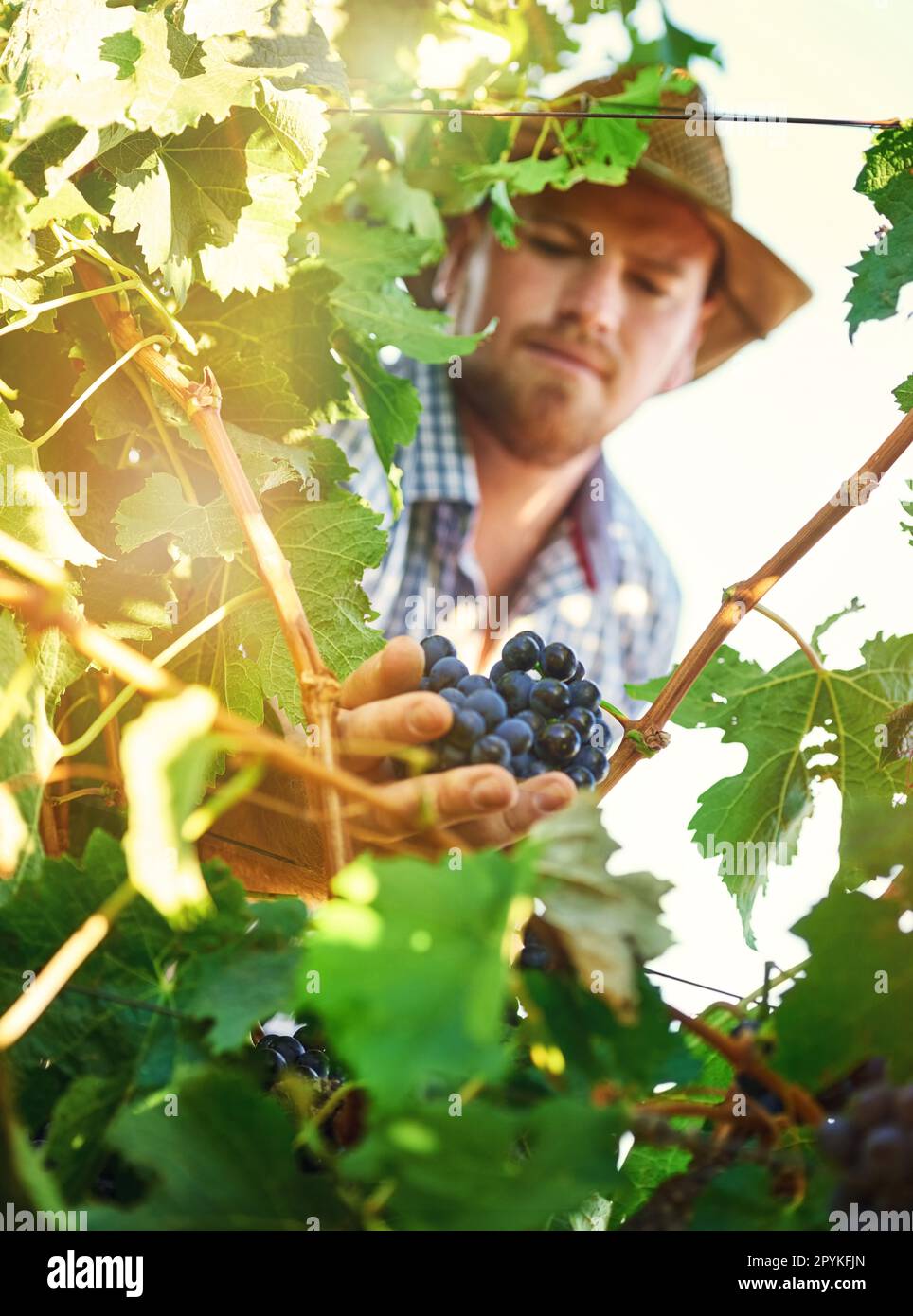 Der Anbau von Trauben kann sich als lohnendes Unterfangen für Ihren ...
