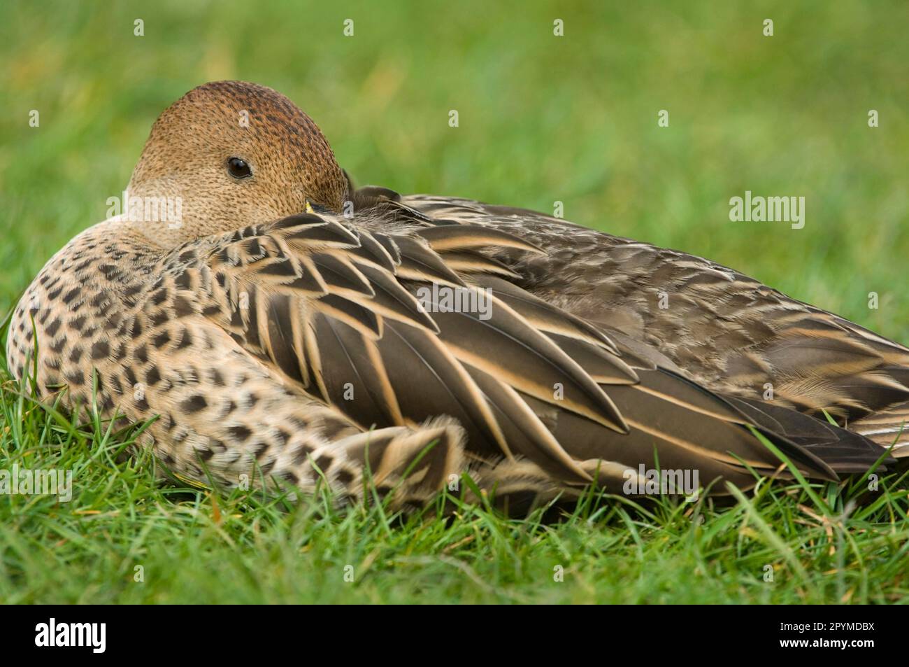 Enten von amerika -Fotos und -Bildmaterial in hoher Auflösung – Alamy