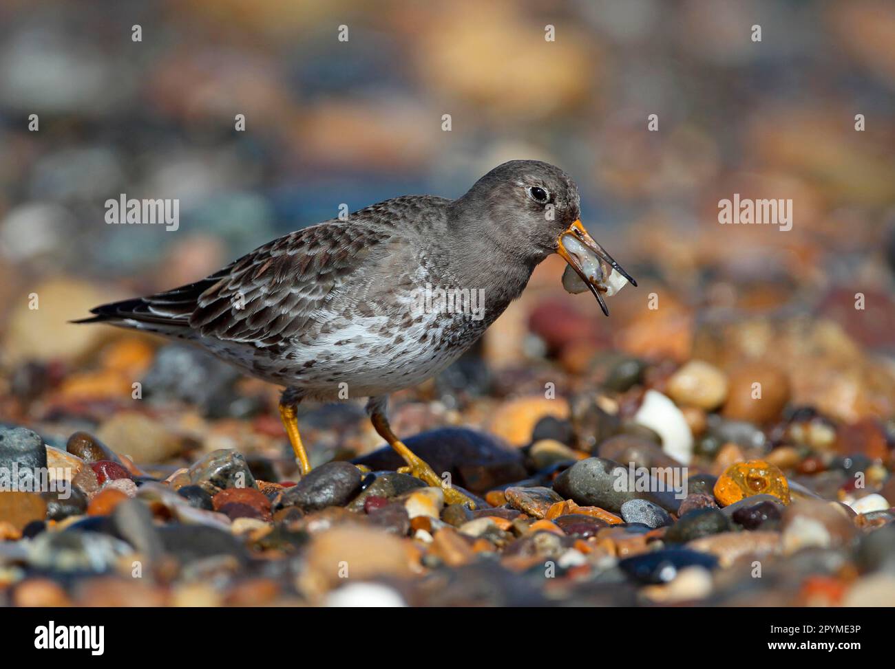 Ensis sp -Fotos und -Bildmaterial in hoher Auflösung – Alamy
