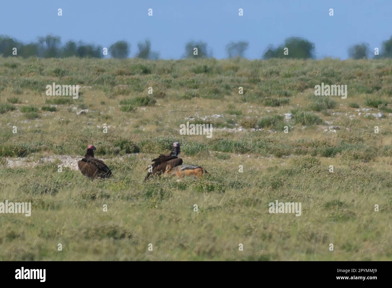 Aasgeier auf dem Boden von etosha Stockfotografie - Alamy