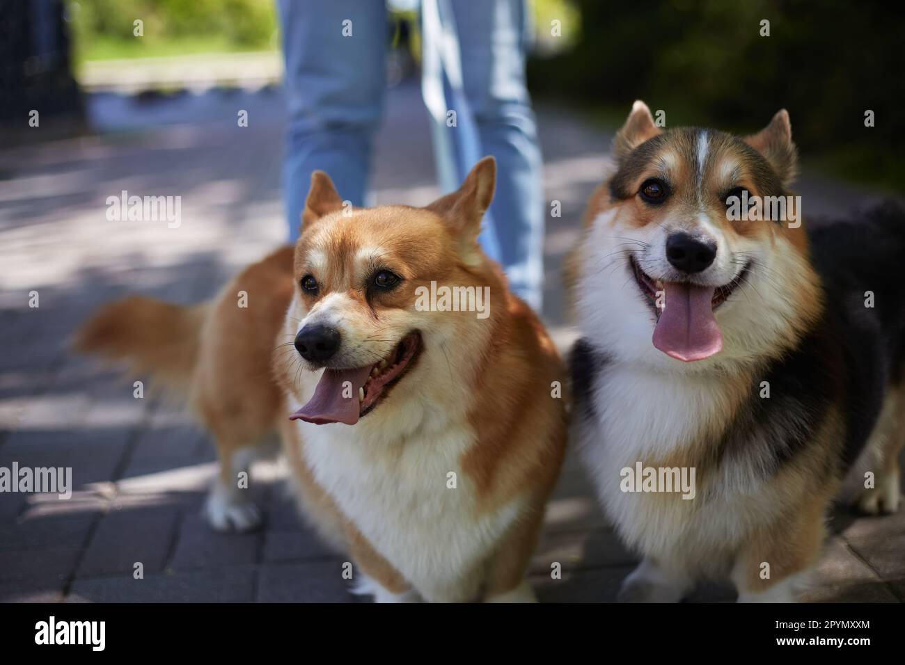 Zwei lustige Münder, die in die Kamera schauen. Ein paar bezaubernde Pembroke Welsh Corgis ...