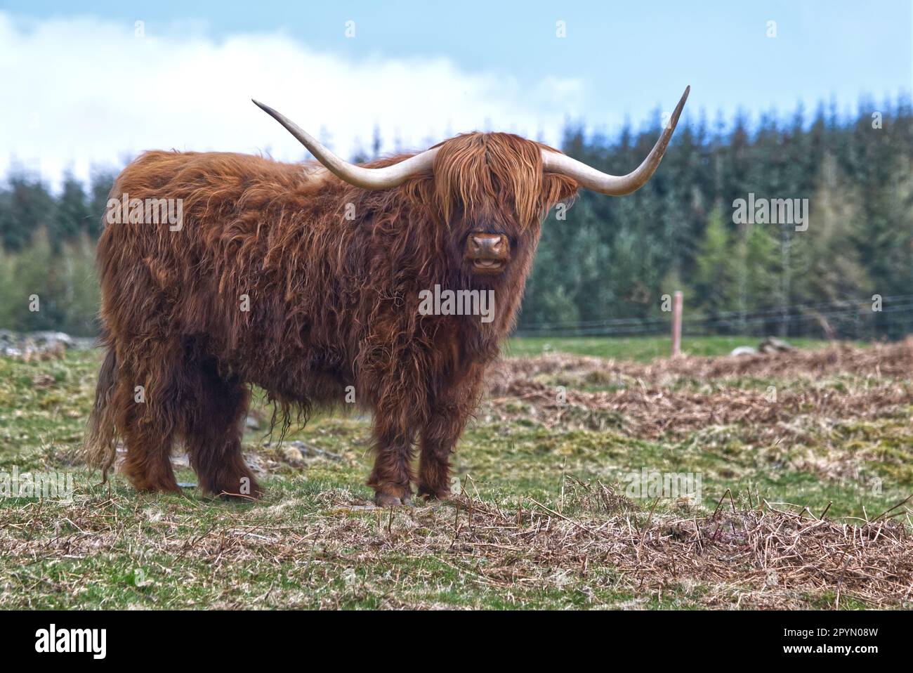 Highlander cow -Fotos und -Bildmaterial in hoher Auflösung – Alamy