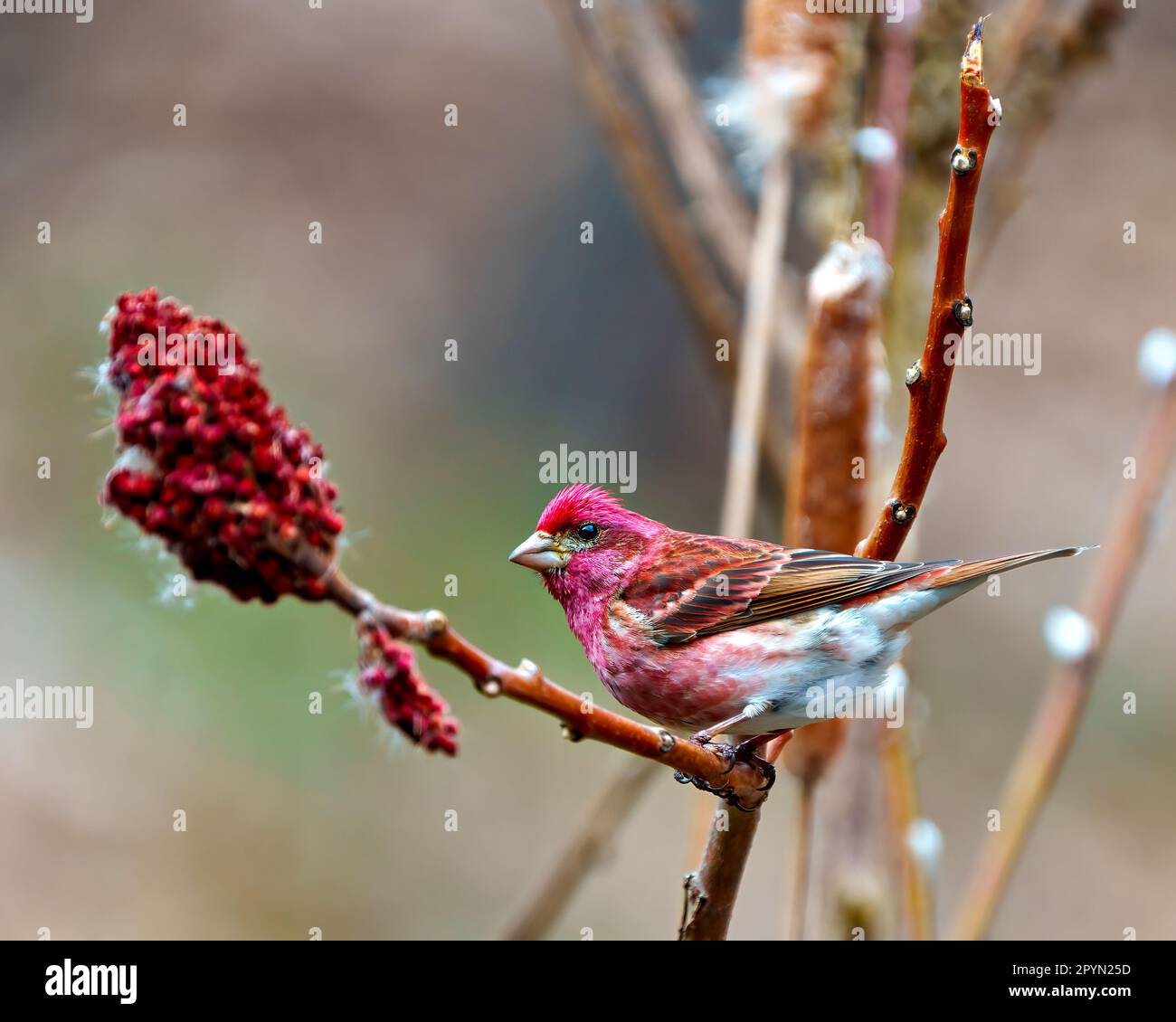 Multi lebensraum -Fotos und -Bildmaterial in hoher Auflösung – Alamy