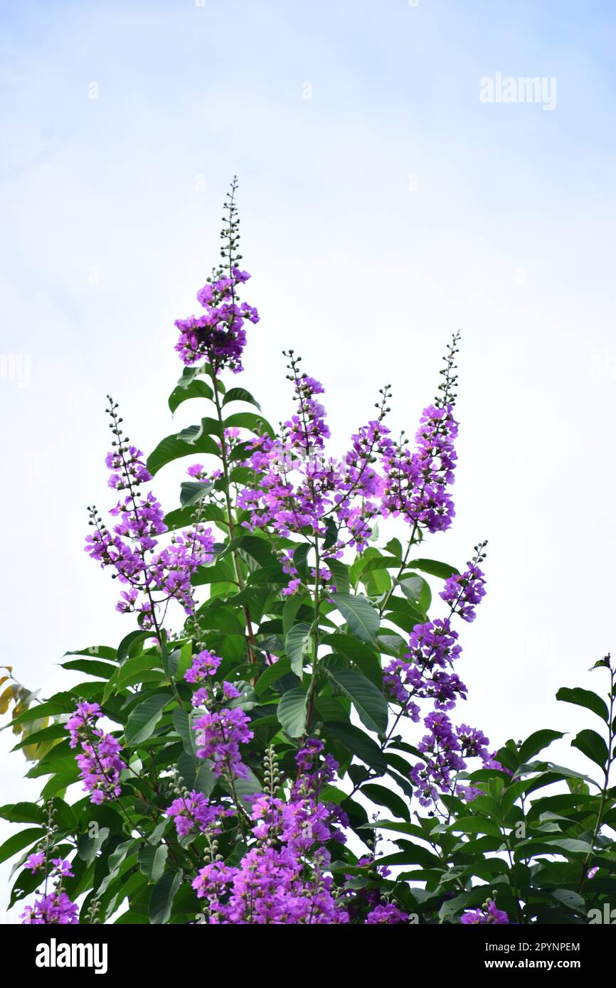 Inthanil lagerstroemia speciosa -Fotos und -Bildmaterial in hoher ...