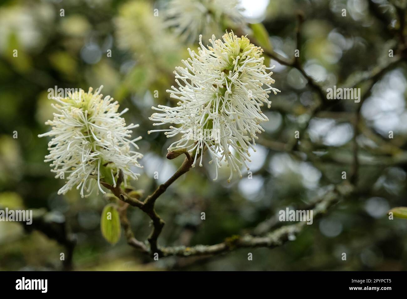 Alder flower -Fotos und -Bildmaterial in hoher Auflösung – Alamy
