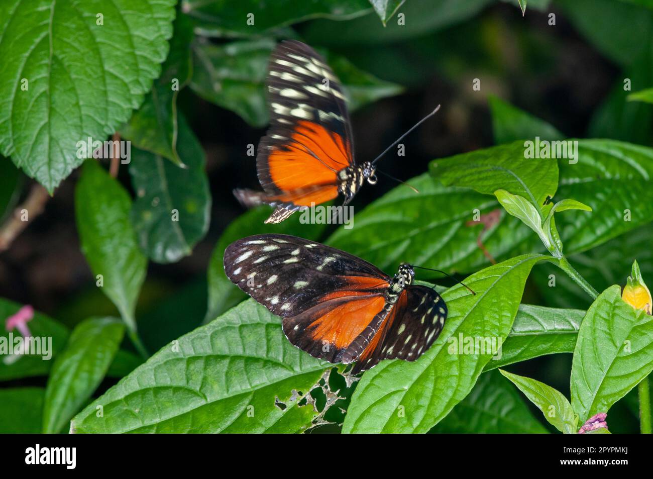 St. Paul, Minnesota. Como Park Schmetterlingsgarten. Ein Tiger-Longwing ...