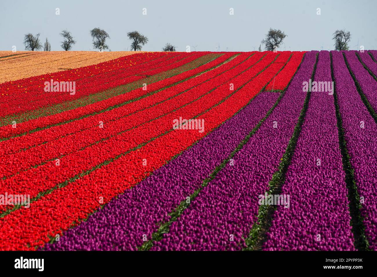 In Schwaneberg blühen Tulpenfelder in der Nähe von Magdeburgs größten ...