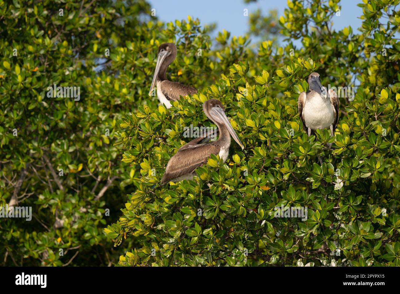 Mangrove bird -Fotos und -Bildmaterial in hoher Auflösung – Alamy