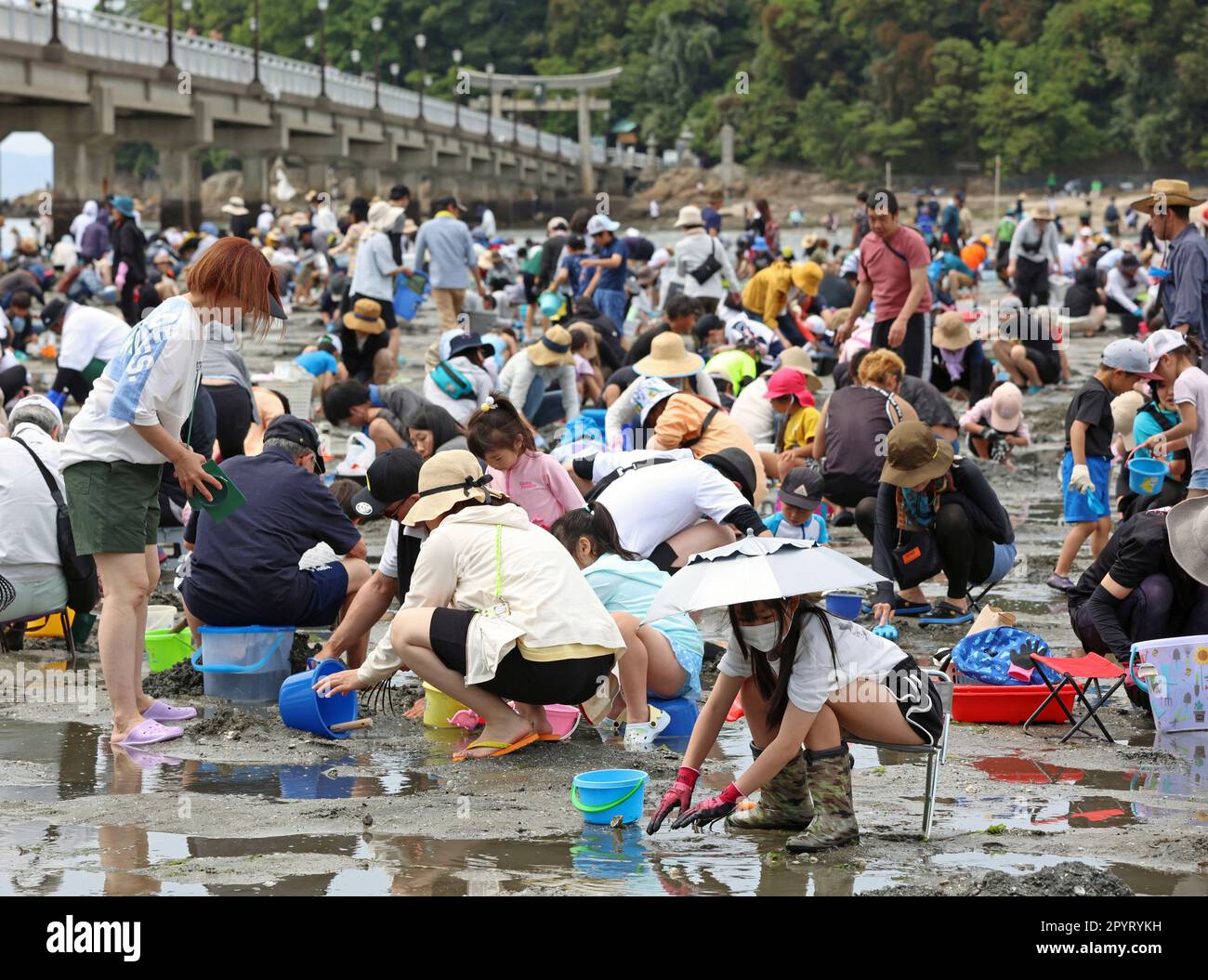 People enjoy clam digging at a seashore in Gamagori City, Aichi ...