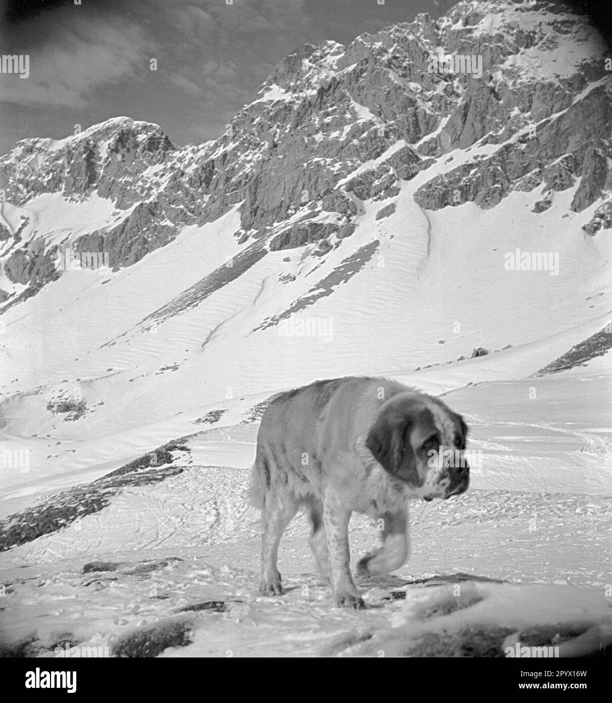 Hund und alpen im hintergrund Schwarzweiß-Stockfotos und -bilder - Alamy