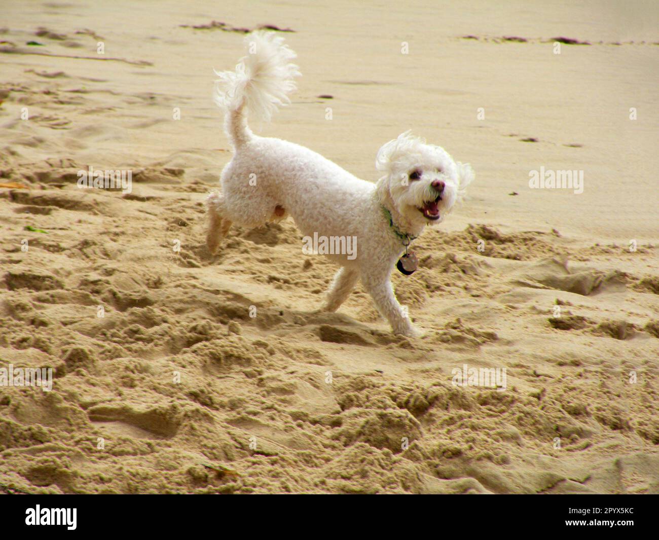 Beach poodle -Fotos und -Bildmaterial in hoher Auflösung – Alamy
