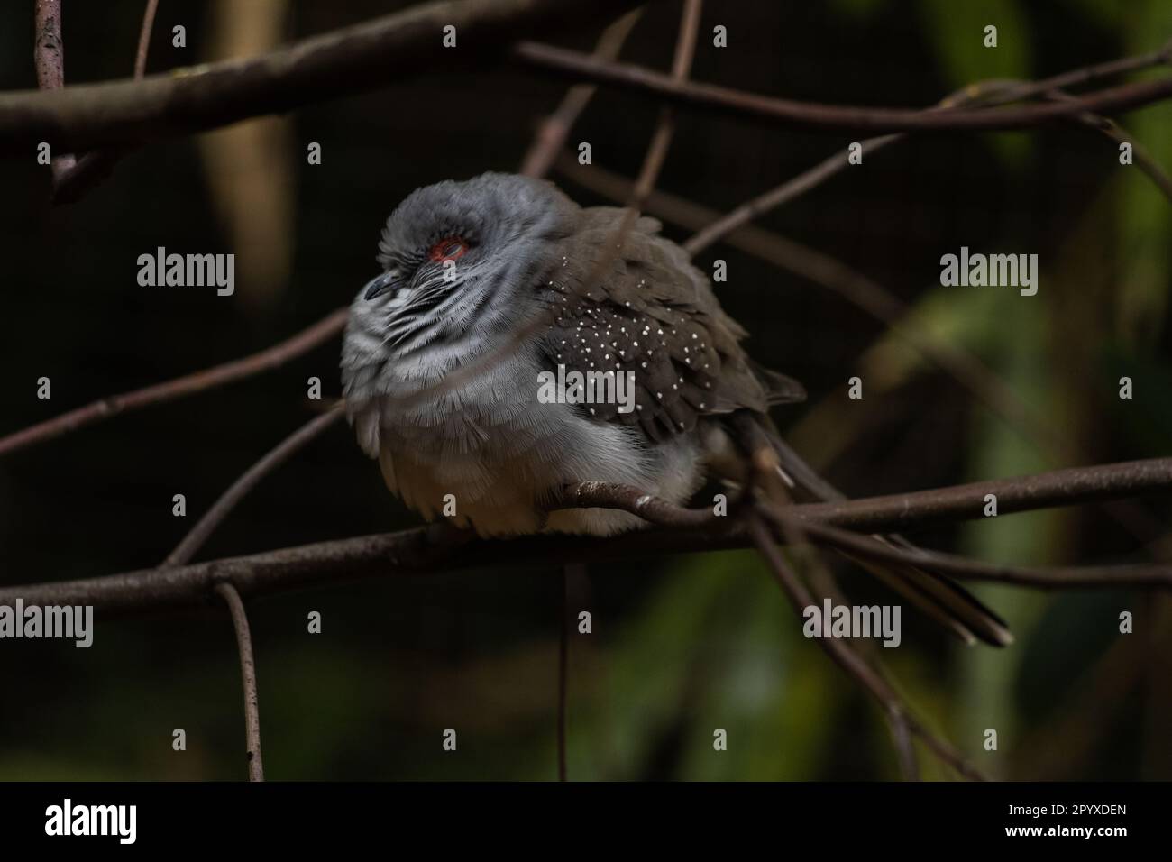 Luxus Der Vogel Hat Verschlafen Fotos