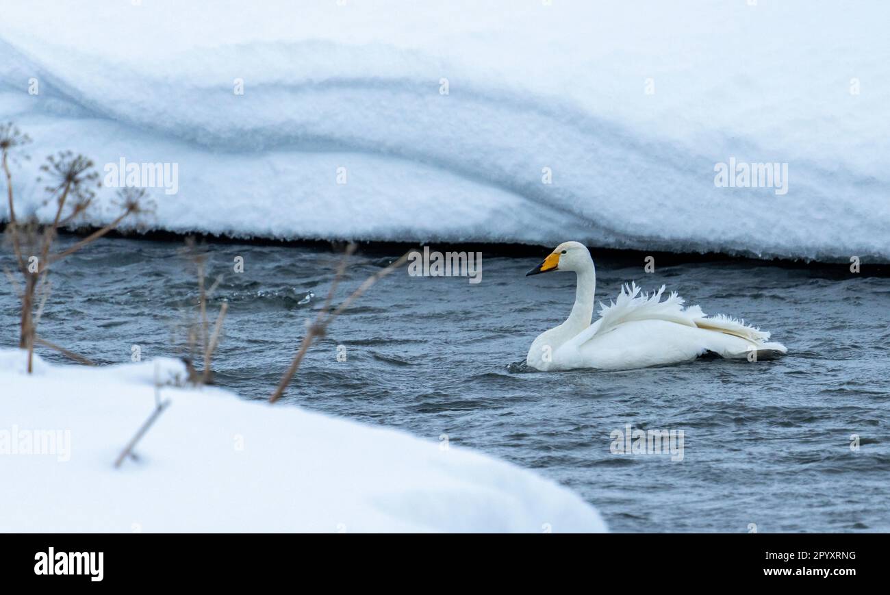 An einem fluss in island -Fotos und -Bildmaterial in hoher Auflösung ...