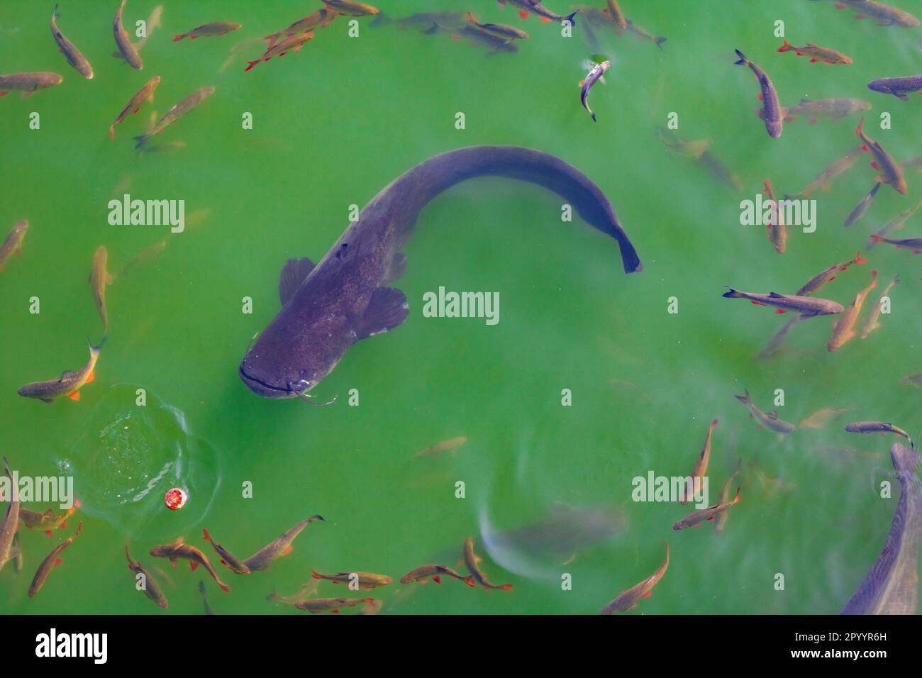 Tschernobyl wels -Fotos und -Bildmaterial in hoher Auflösung – Alamy