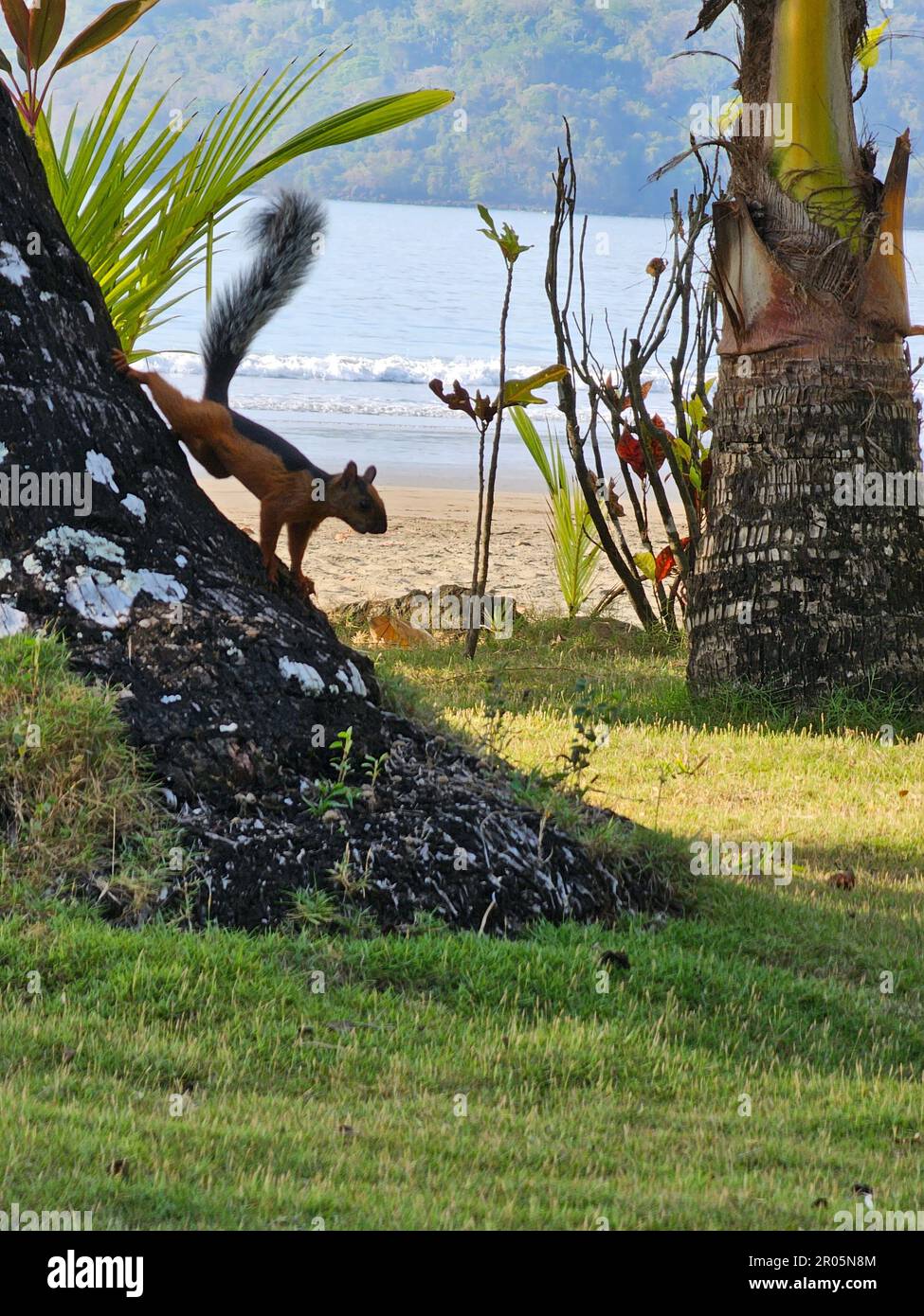 Ein prachtvolles Eichhörnchen weht in einer üppigen Palme herum und ...