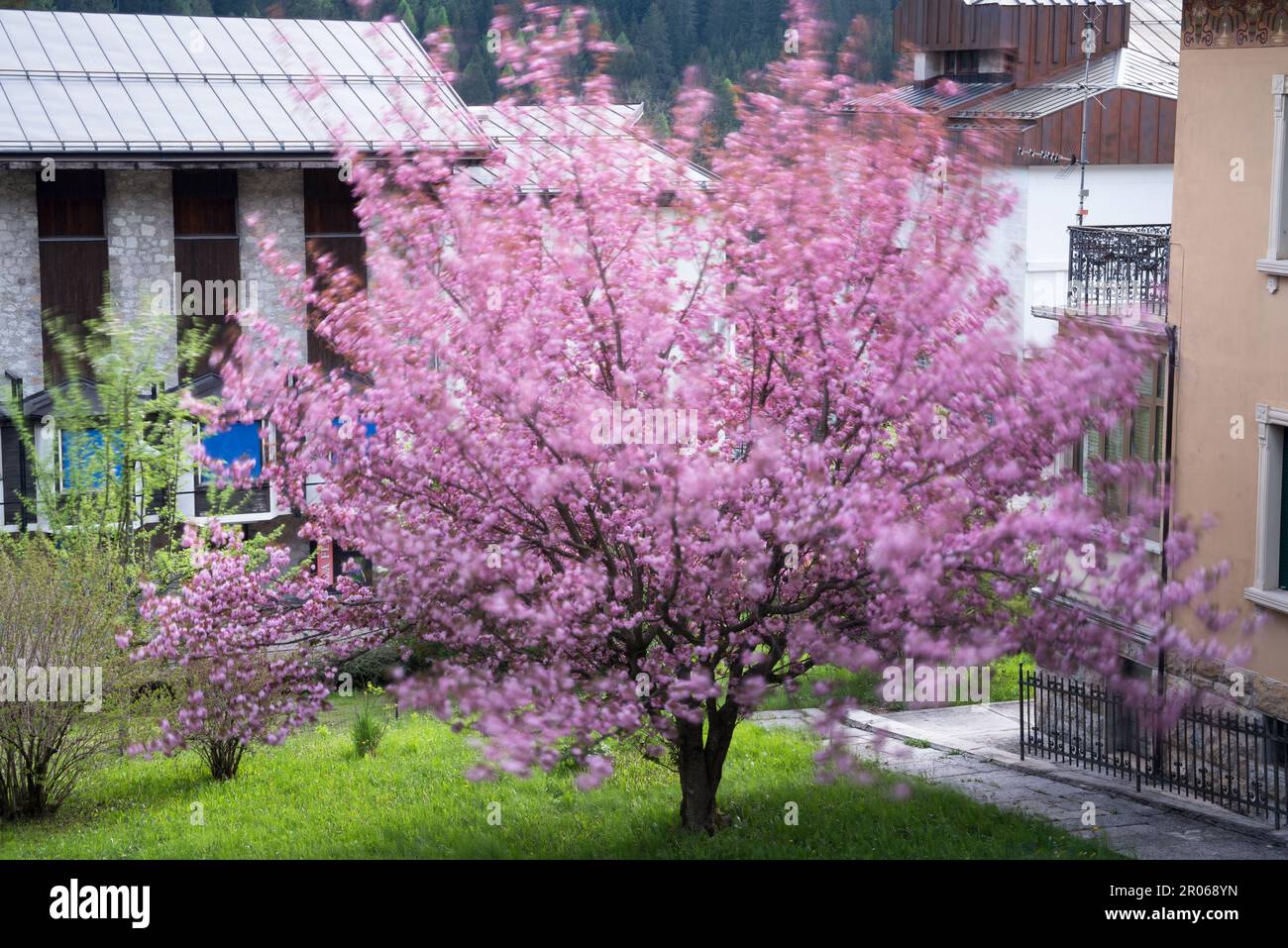 Sfondo fiori ciliegio -Fotos und -Bildmaterial in hoher Auflösung – Alamy