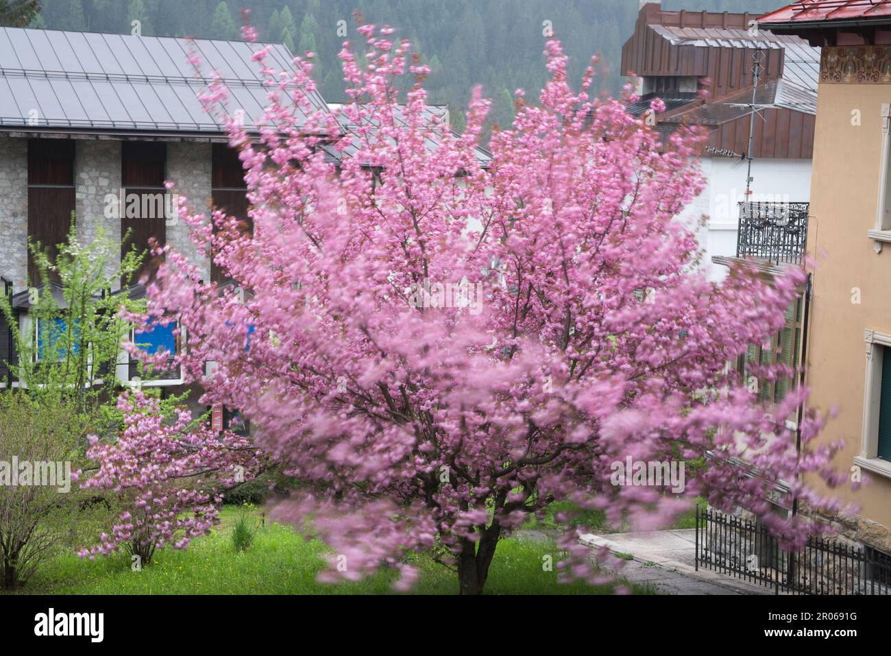 Sfondo fiori ciliegio -Fotos und -Bildmaterial in hoher Auflösung – Alamy
